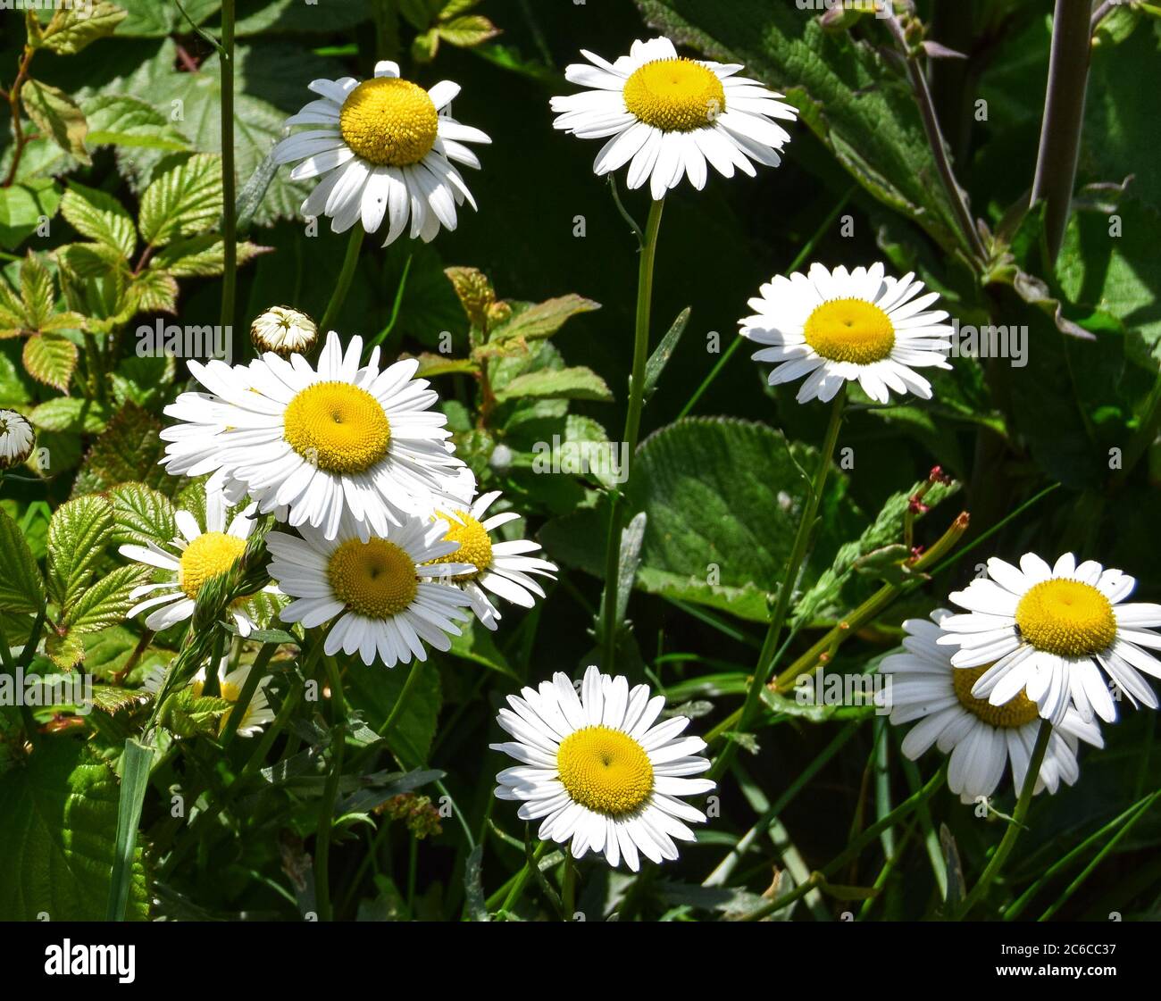 Hemmick Beach/Dodman 160520 Stock Photo - Alamy