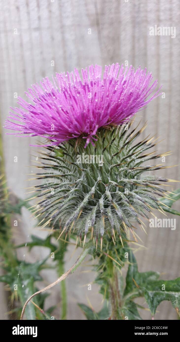 Wooden scottish thistle hi-res stock photography and images - Alamy