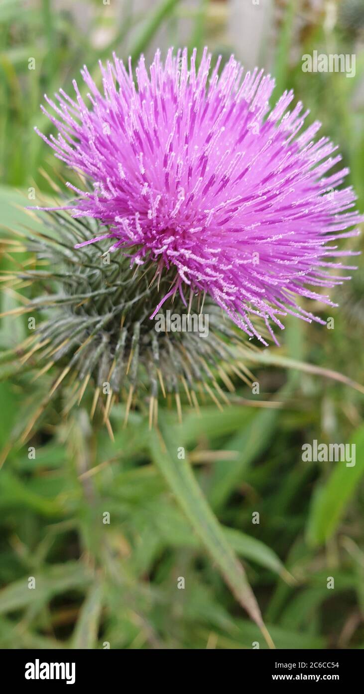 Thistle Scotland Emblem High Resolution Stock Photography and Images ...