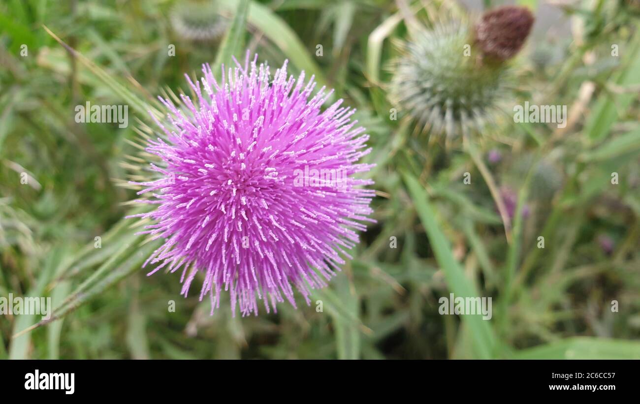 Thistle Scotland Emblem High Resolution Stock Photography and Images ...