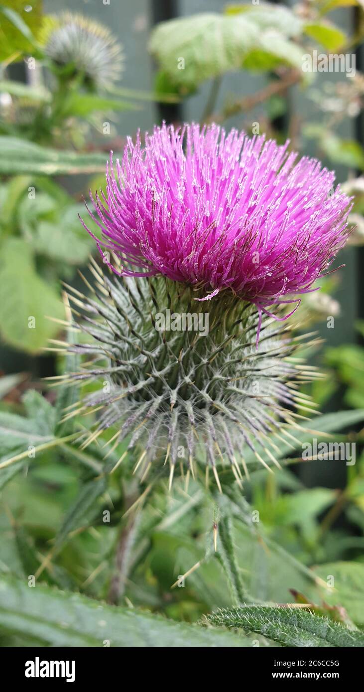 Thistle Scotland Emblem High Resolution Stock Photography and Images ...