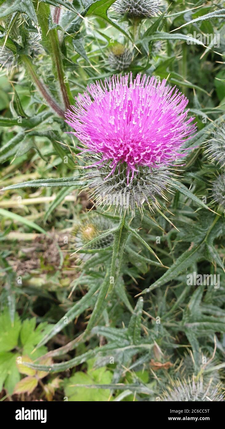 Scottish Thistle National Emblem Scotland High Resolution Stock ...