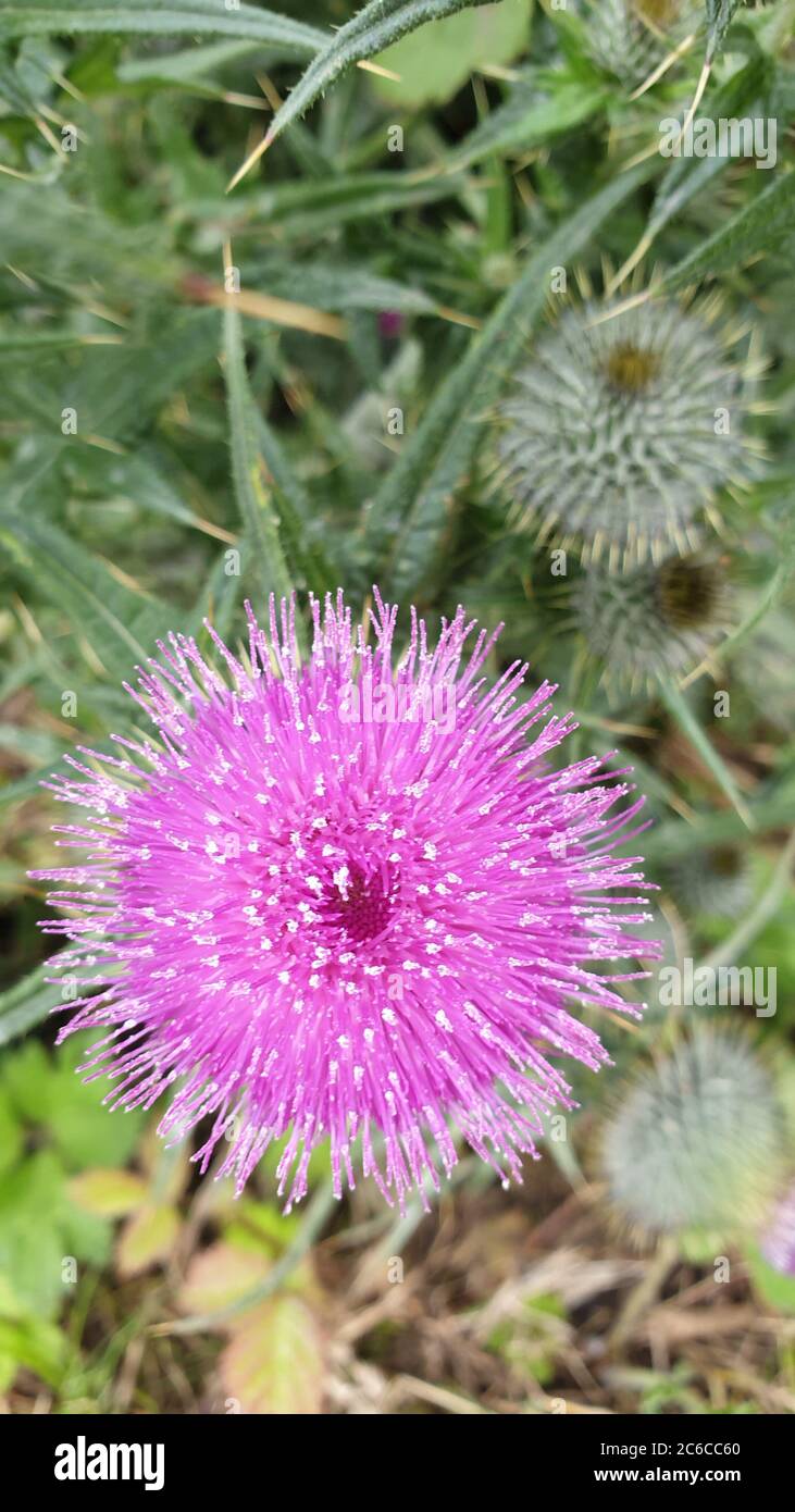 Thistle Scotland Emblem High Resolution Stock Photography and Images ...