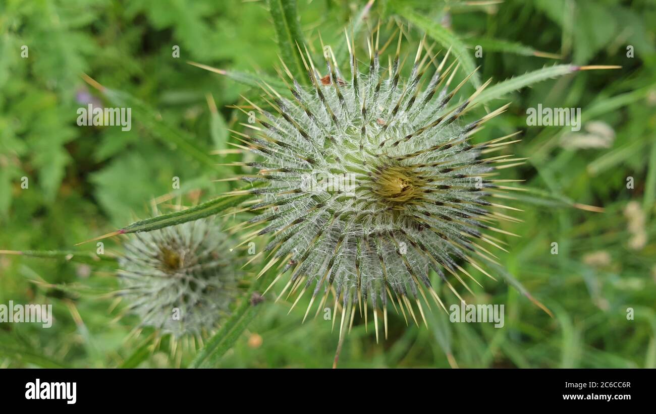 Wooden scottish thistle hi-res stock photography and images - Alamy