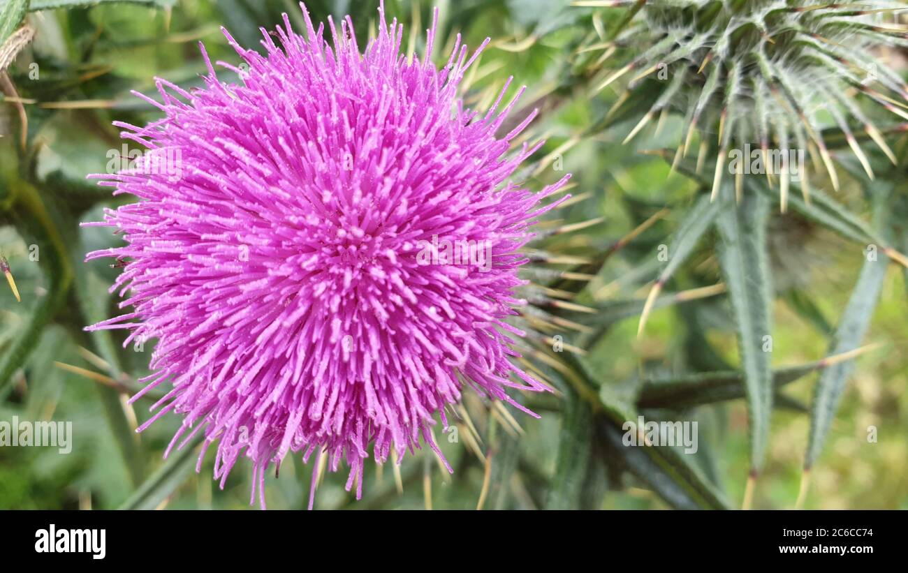 Thistle Scotland Emblem High Resolution Stock Photography and Images ...