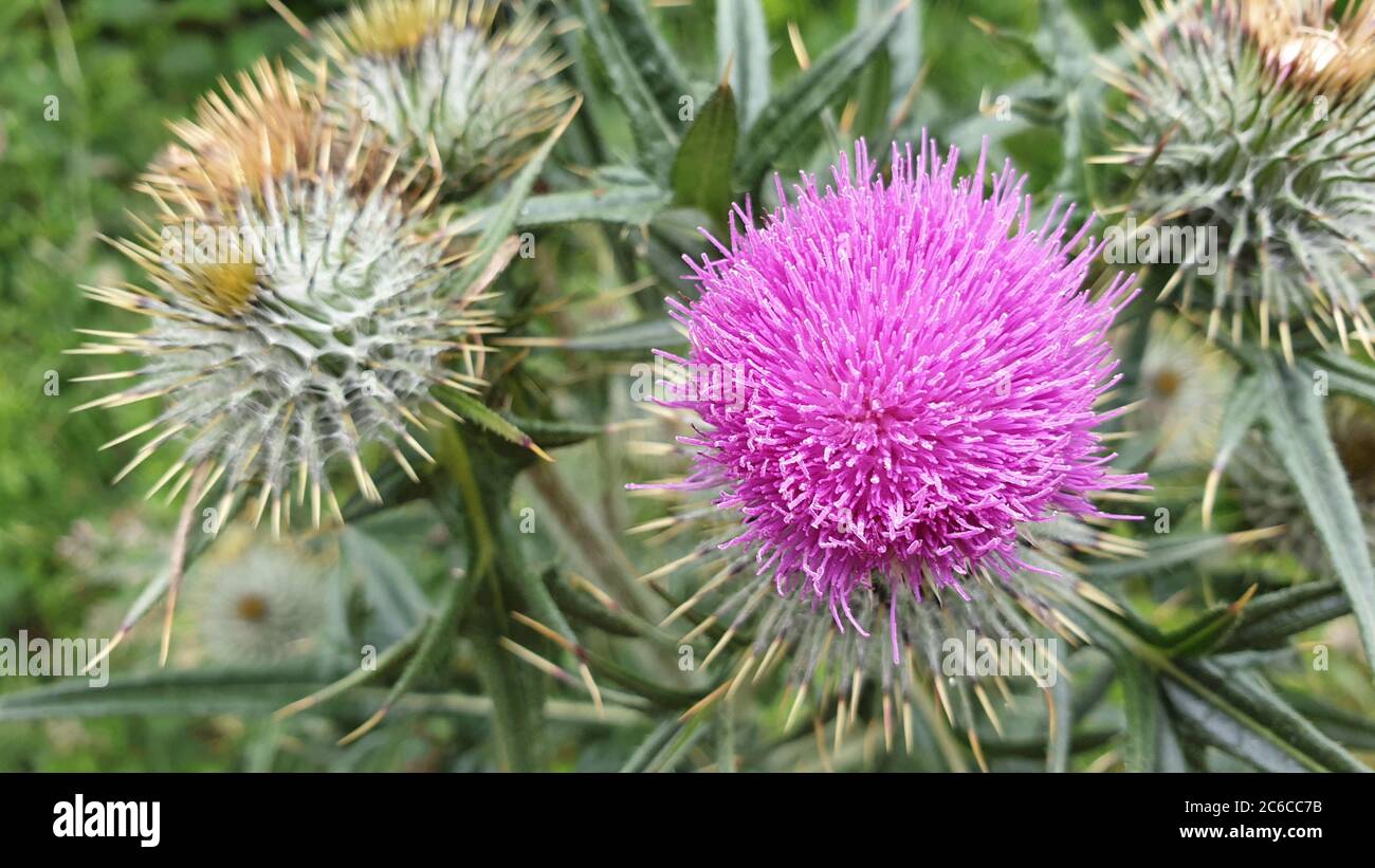 Thistle Scotland Emblem High Resolution Stock Photography and Images ...