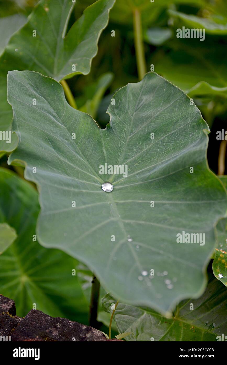 Kochu Plant High Resolution Stock Photography and Images - Alamy