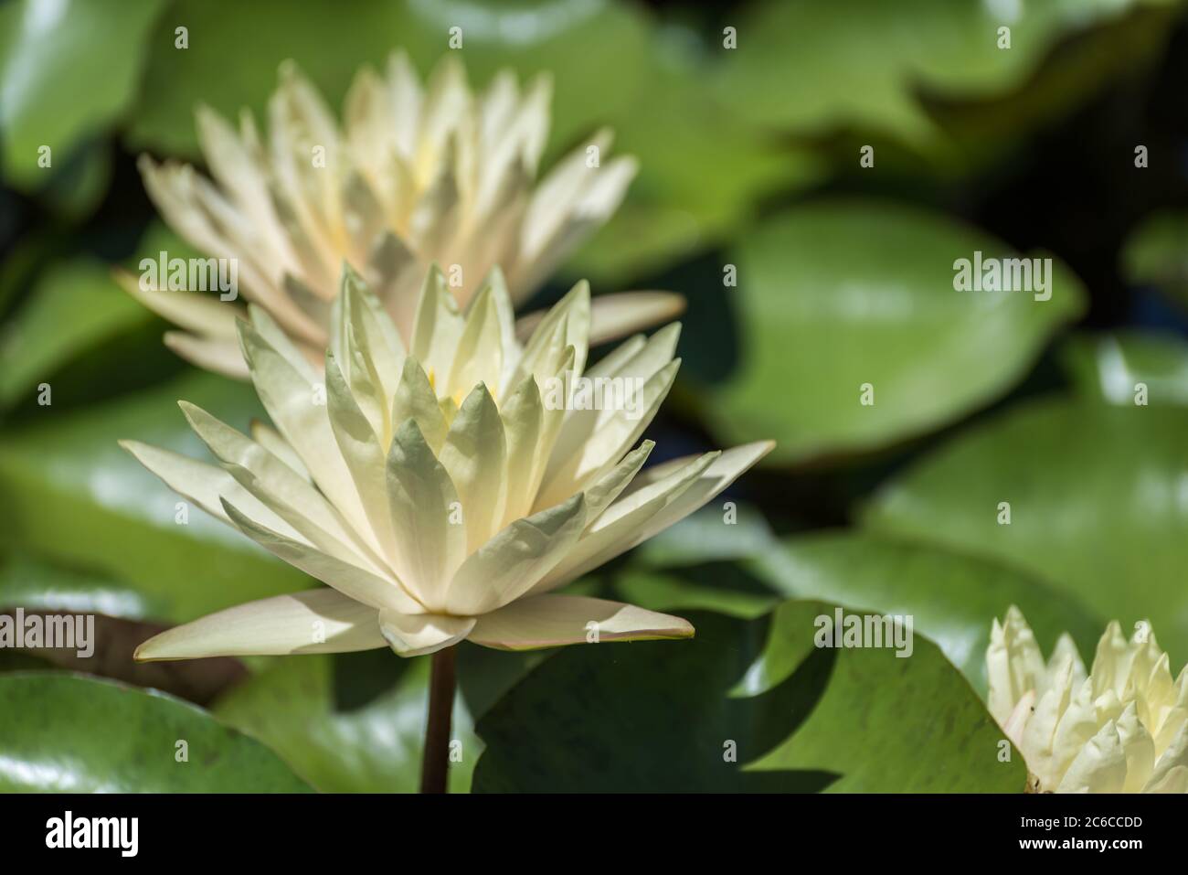 Yellow Water Lilies (Nymphaea species) flower on large round leaves ...