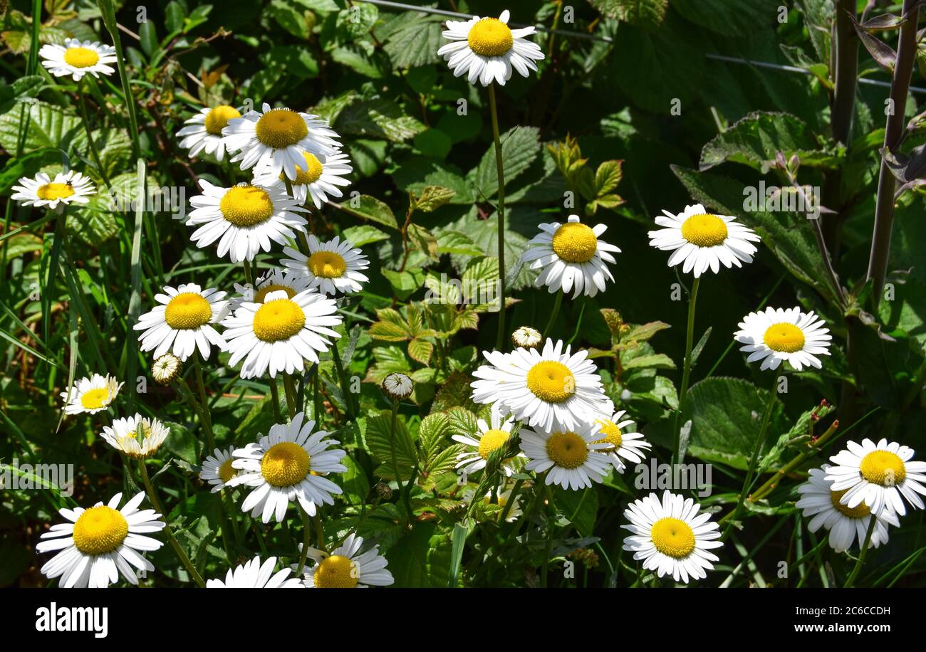 Hemmick Beach/Dodman 160520 Stock Photo - Alamy