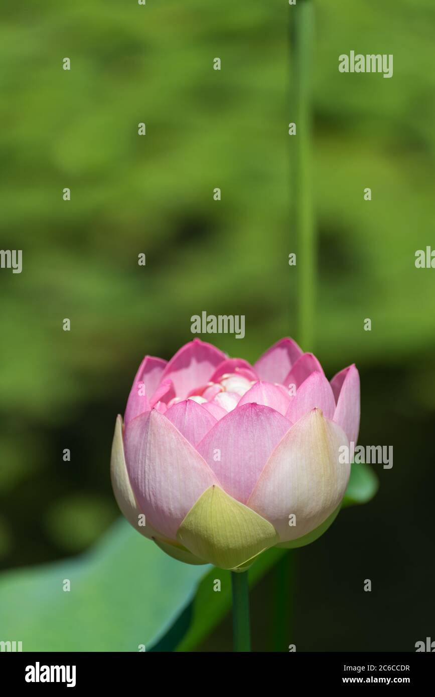 Pink lotus (Nelumbo species) with blurred background Stock Photo - Alamy