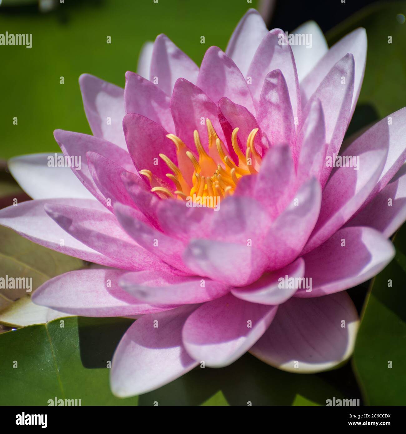 Pink lotus (Nelumbo species) with blurred background Stock Photo - Alamy