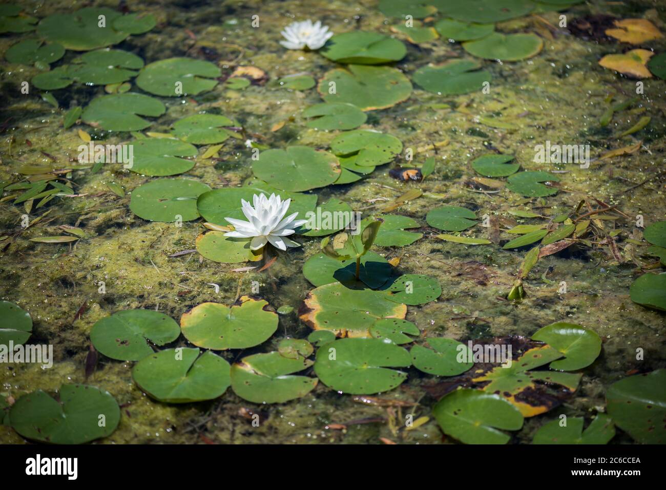 White Water Lilies (Nymphaea species) flower on large round leaves ...