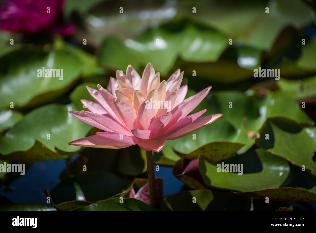 Pink water lily (Nymphaea species) flower on large round leaves Stock ...