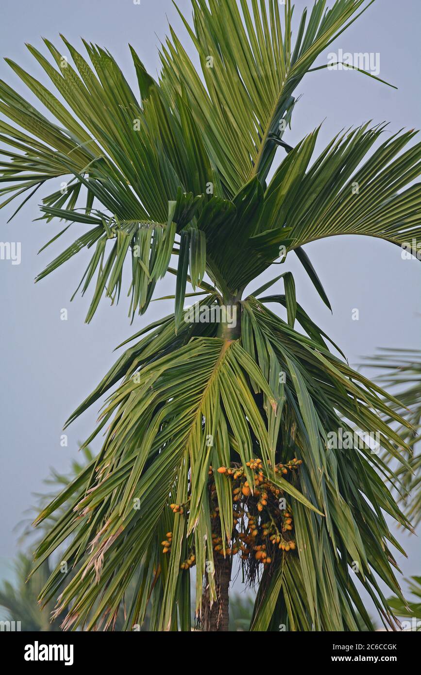 Beetle nut hi-res stock photography and images - Alamy