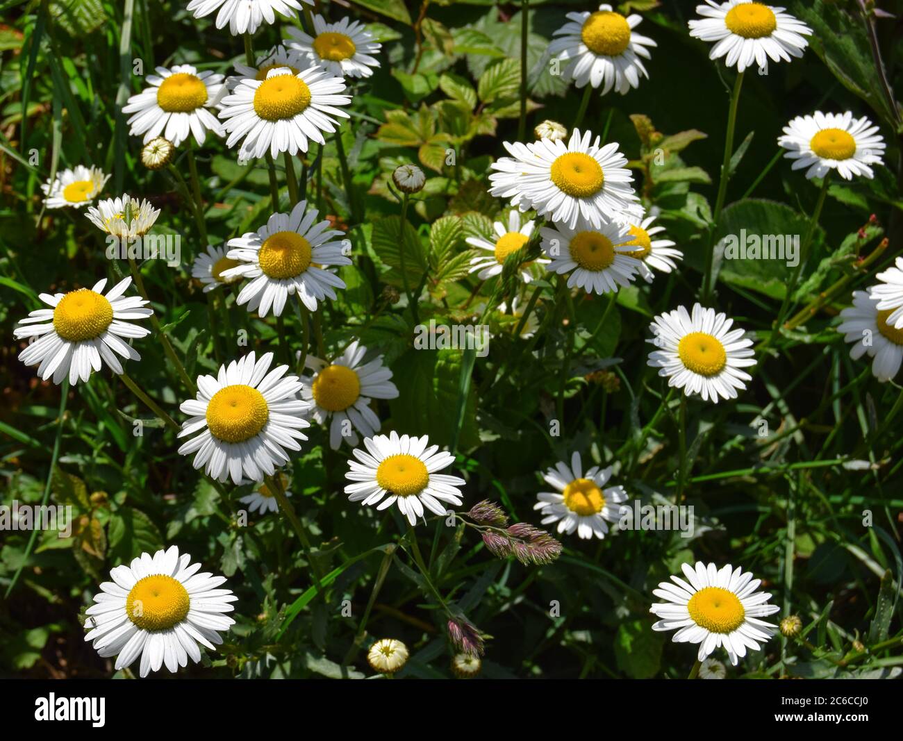 Hemmick Beach/Dodman 160520 Stock Photo - Alamy