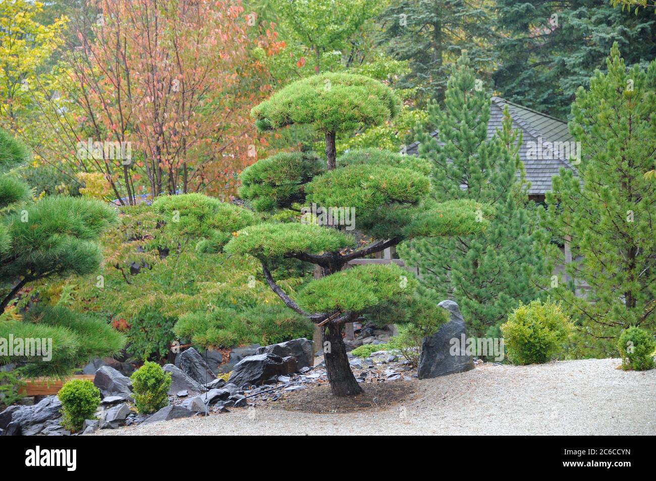 Dreh-Kiefer, Pinus contorta, Rotation pine, Pinus contorta Stock Photo ...