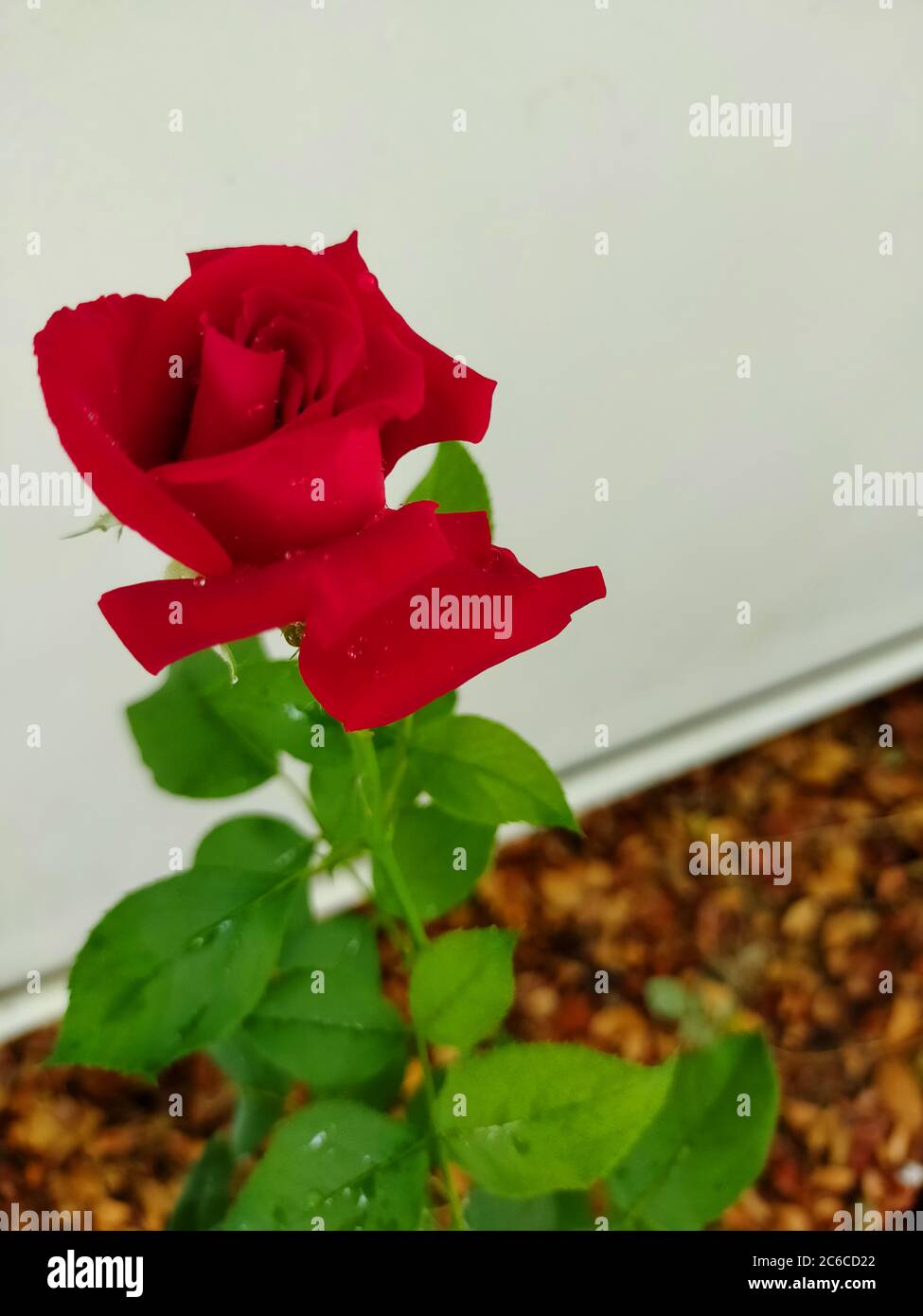 Sweet red rose on white background Stock Photo - Alamy