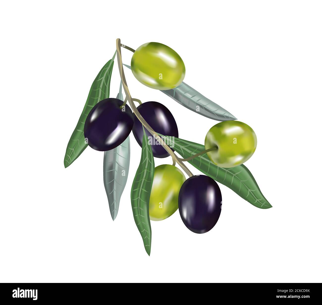 Olive organic oil fruits Stock Vector Images - Alamy