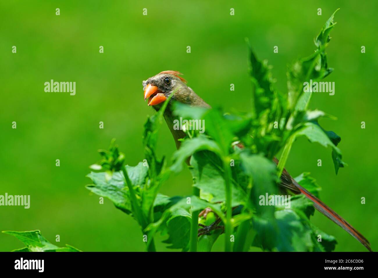 A female red Northern Cardinal bird Stock Photo - Alamy