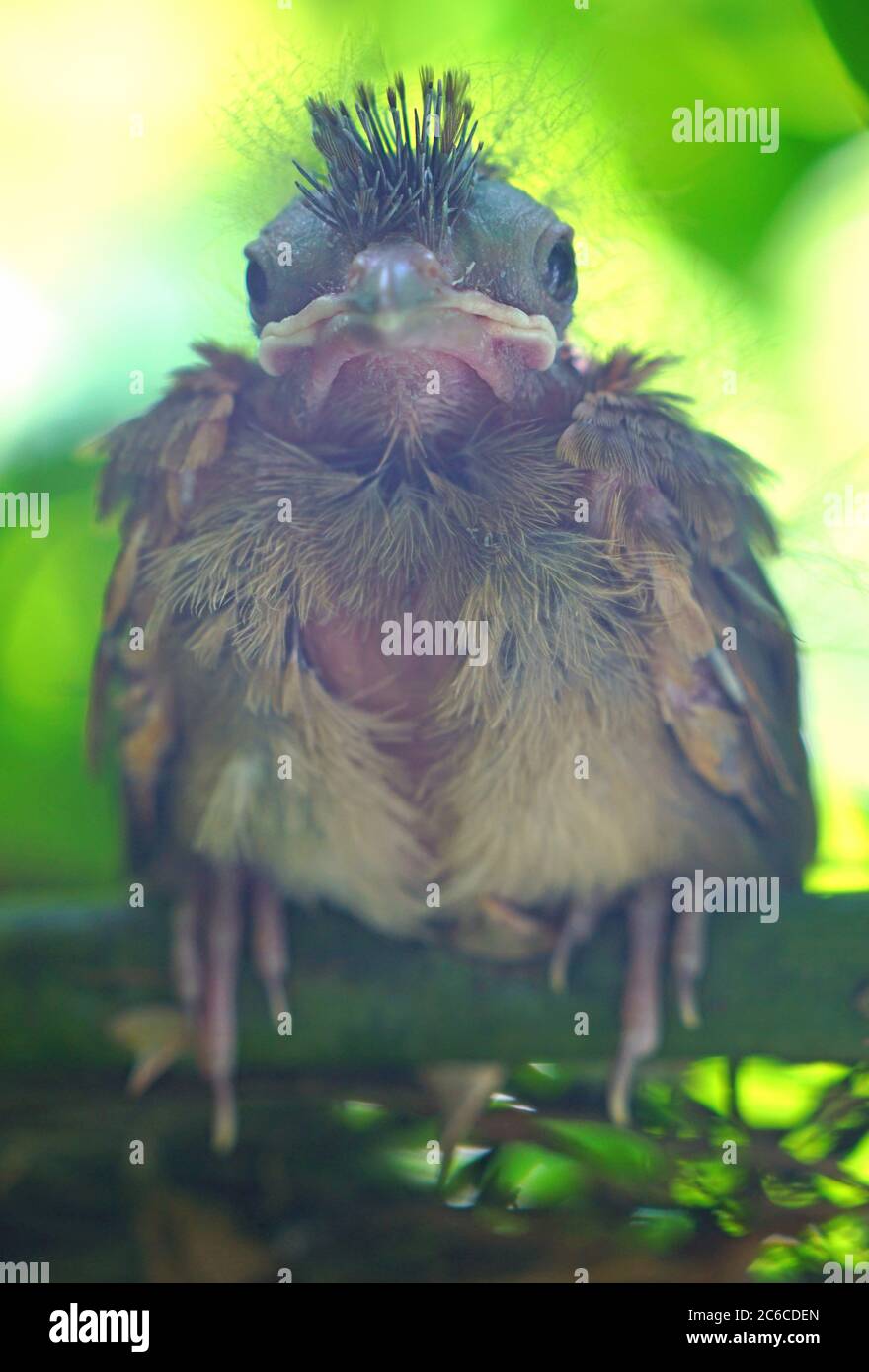 A fledgling Northern Cardinal chick bird standing by the nest Stock ...