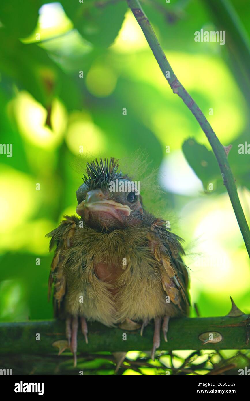 A fledgling Northern Cardinal chick bird standing by the nest Stock ...