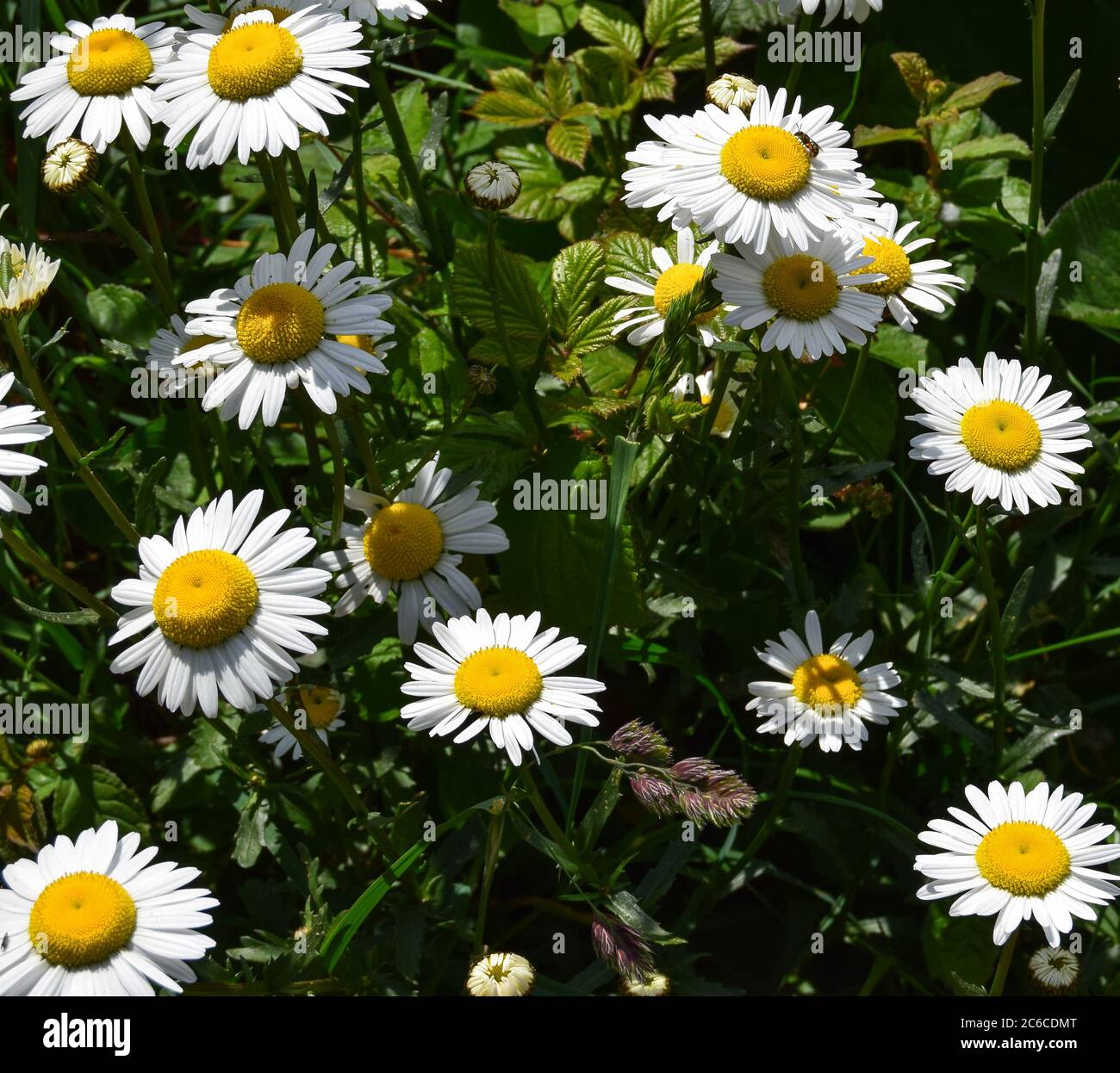 Hemmick Beach/Dodman 160520 Stock Photo - Alamy