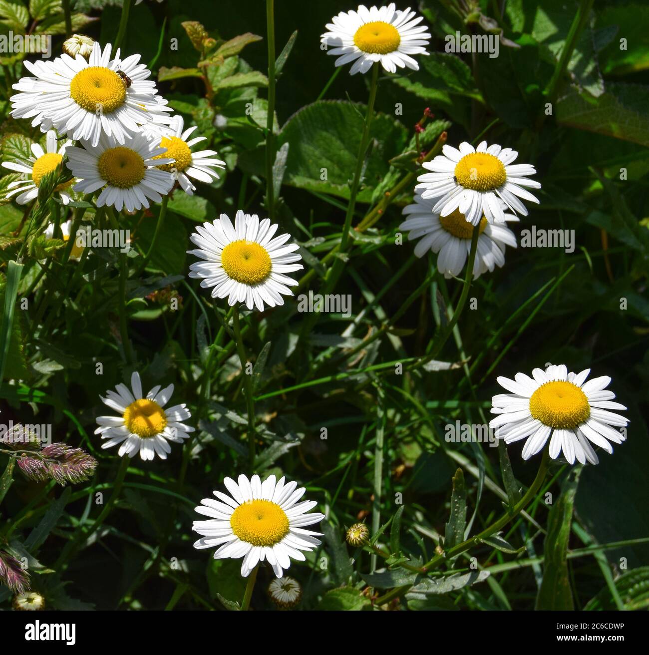 Hemmick Beach/Dodman 160520 Stock Photo - Alamy