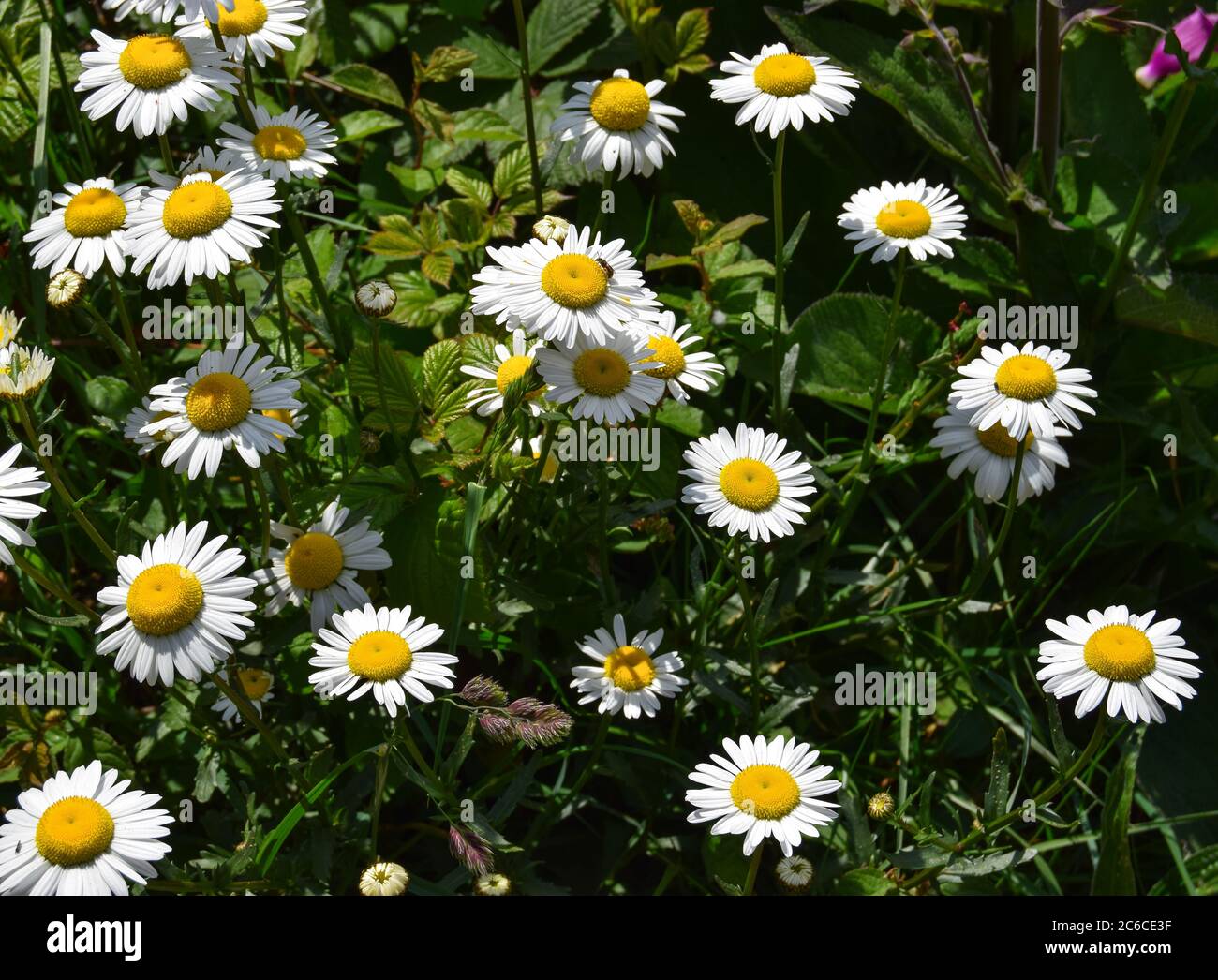 Hemmick Beach/Dodman 160520 Stock Photo - Alamy