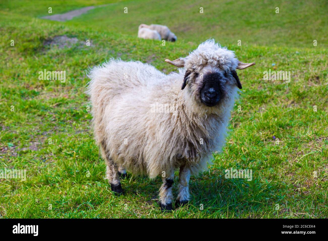 Swiss Alps and Valais blacknose sheep nest to Zermatt in Switzerland ...