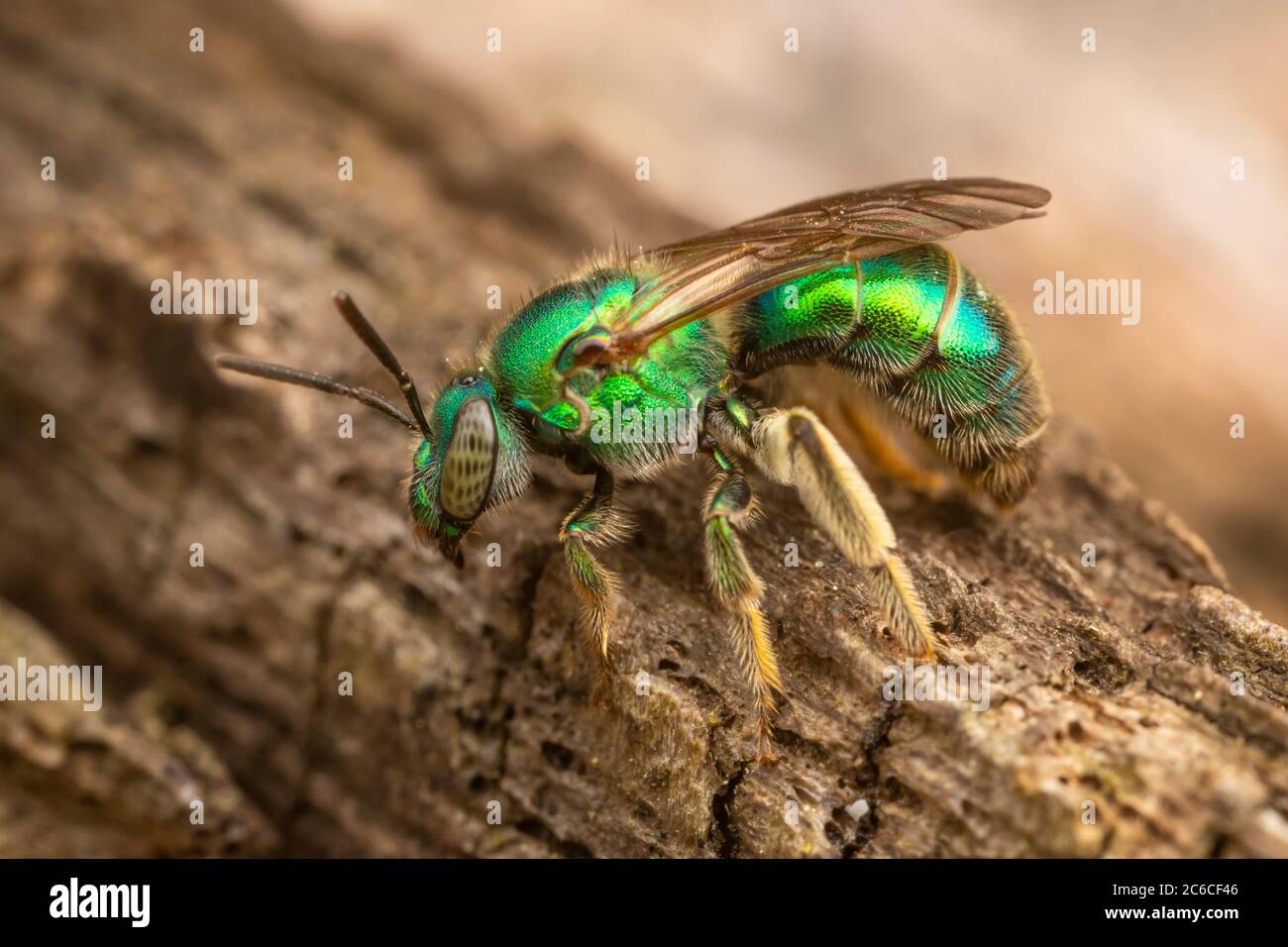 Anthophila Apoidea High Resolution Stock Photography and Images - Alamy