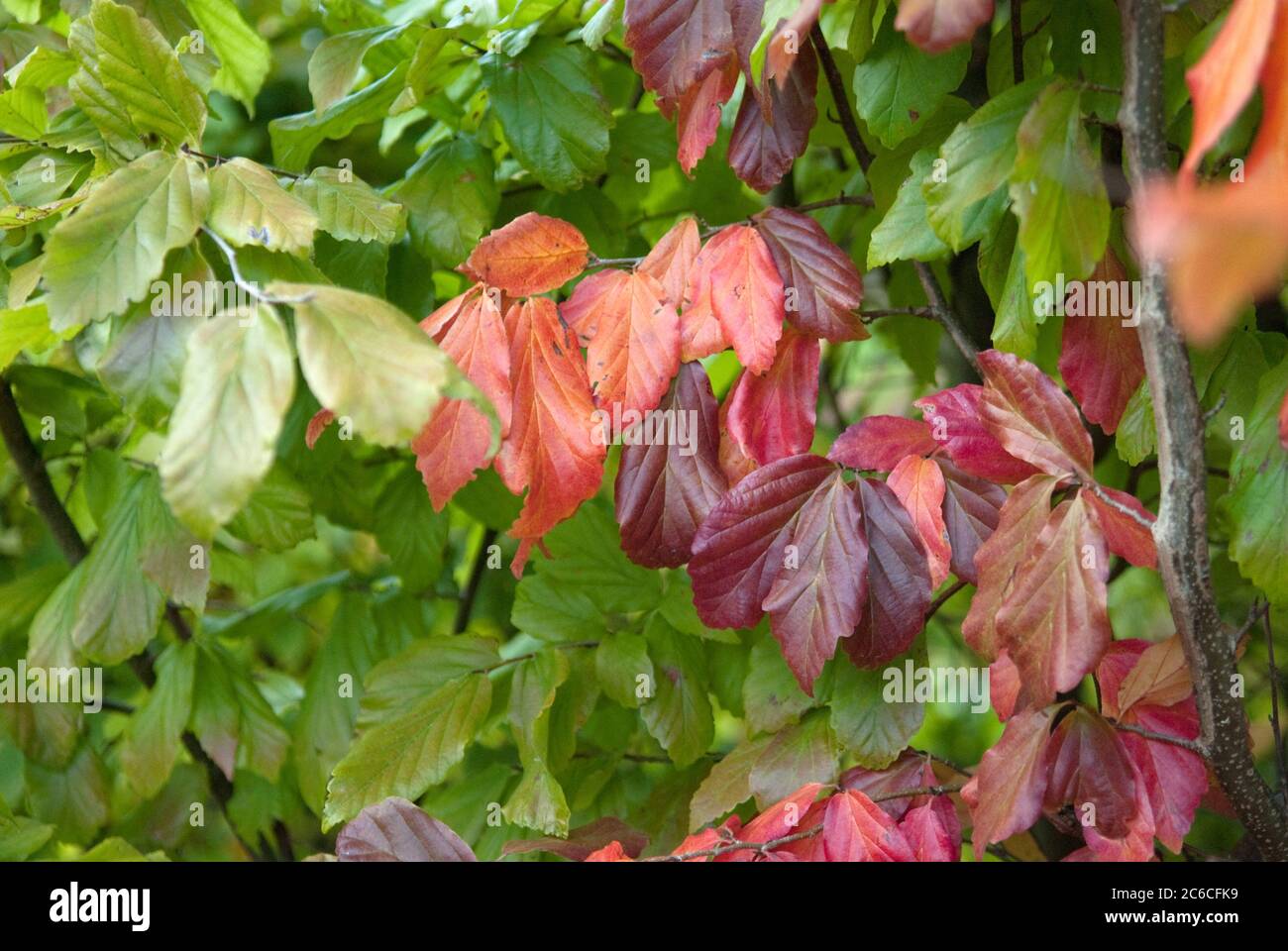 Parrotie, Parrotia persica, Parrotie, parrotia Stock Photo - Alamy