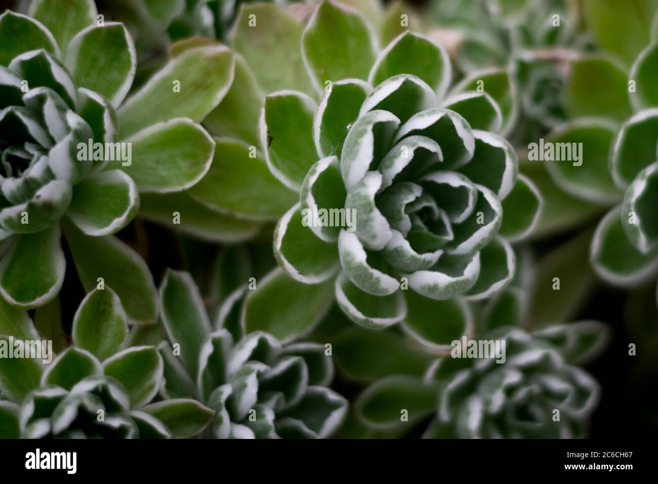 Echeveria succulent flowering plants. Colorful natural rosette pattern ...