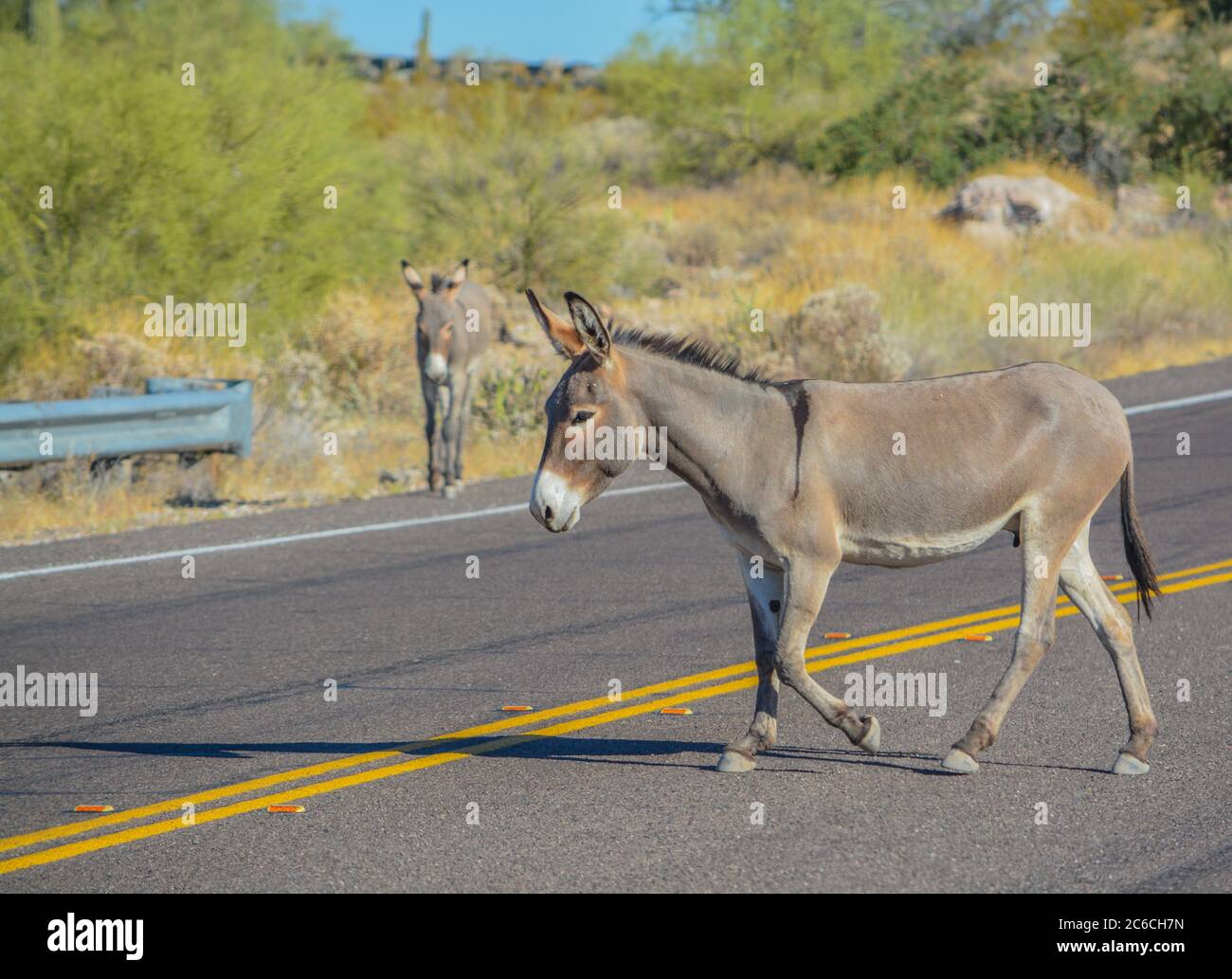 Arizona wildlife crossing hi-res stock photography and images - Alamy