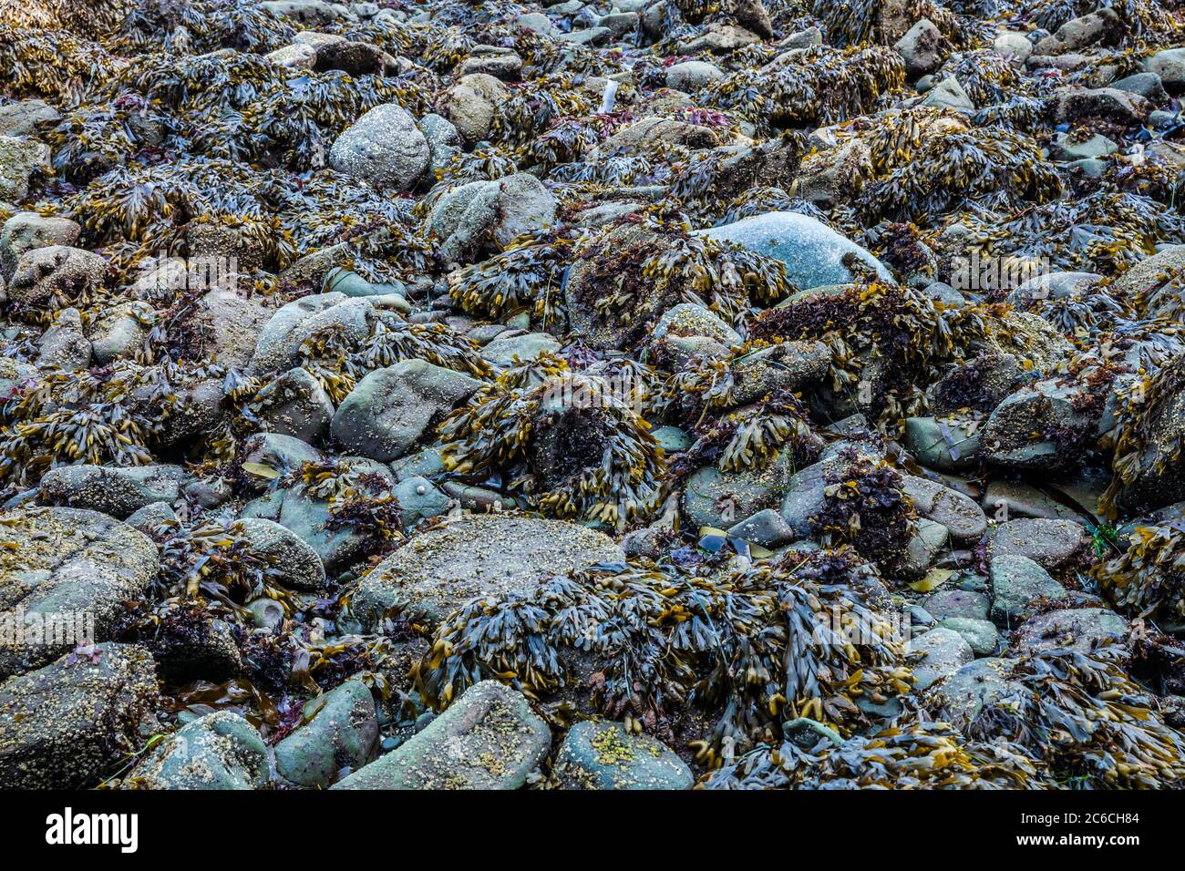 Seaweed bed detail on the Pacific Coast of the Olympic Peninsula of ...