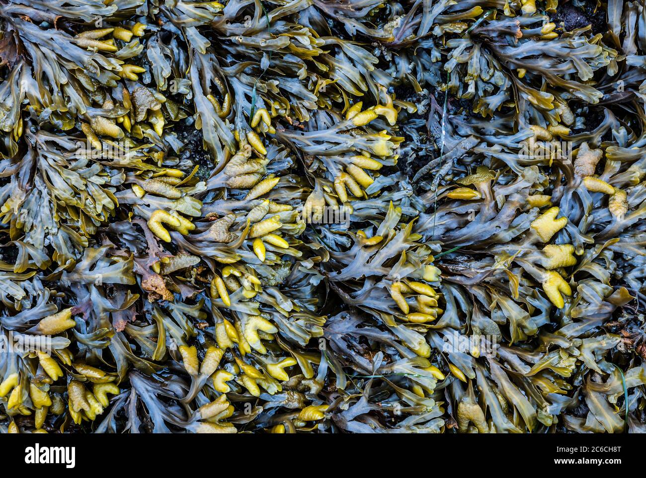 Seaweed bed detail on the Pacific Coast of the Olympic Penninsula of ...