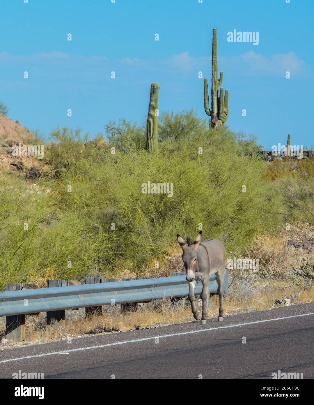 Burro crossing road hi-res stock photography and images - Alamy