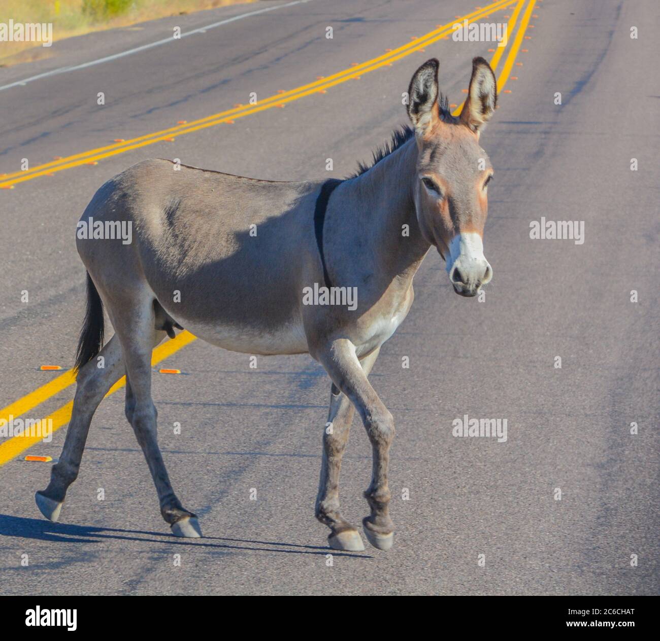 Free roaming Wild Burro's at the Lake Pleasant Regional Park. Sonoran ...