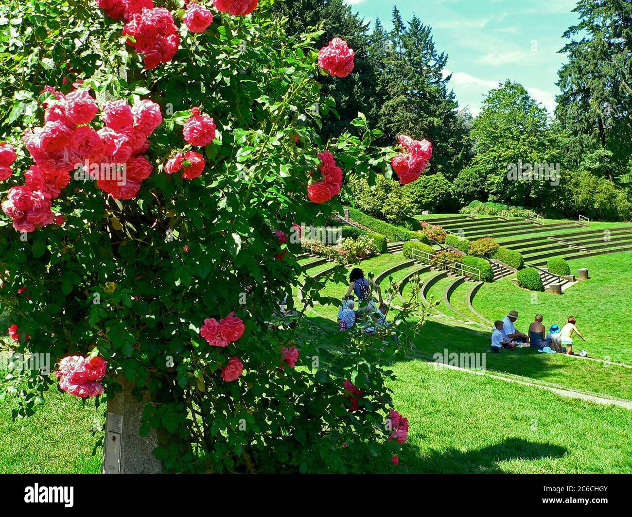 Famous rose garden in Portland Oregon Stock Photo - Alamy