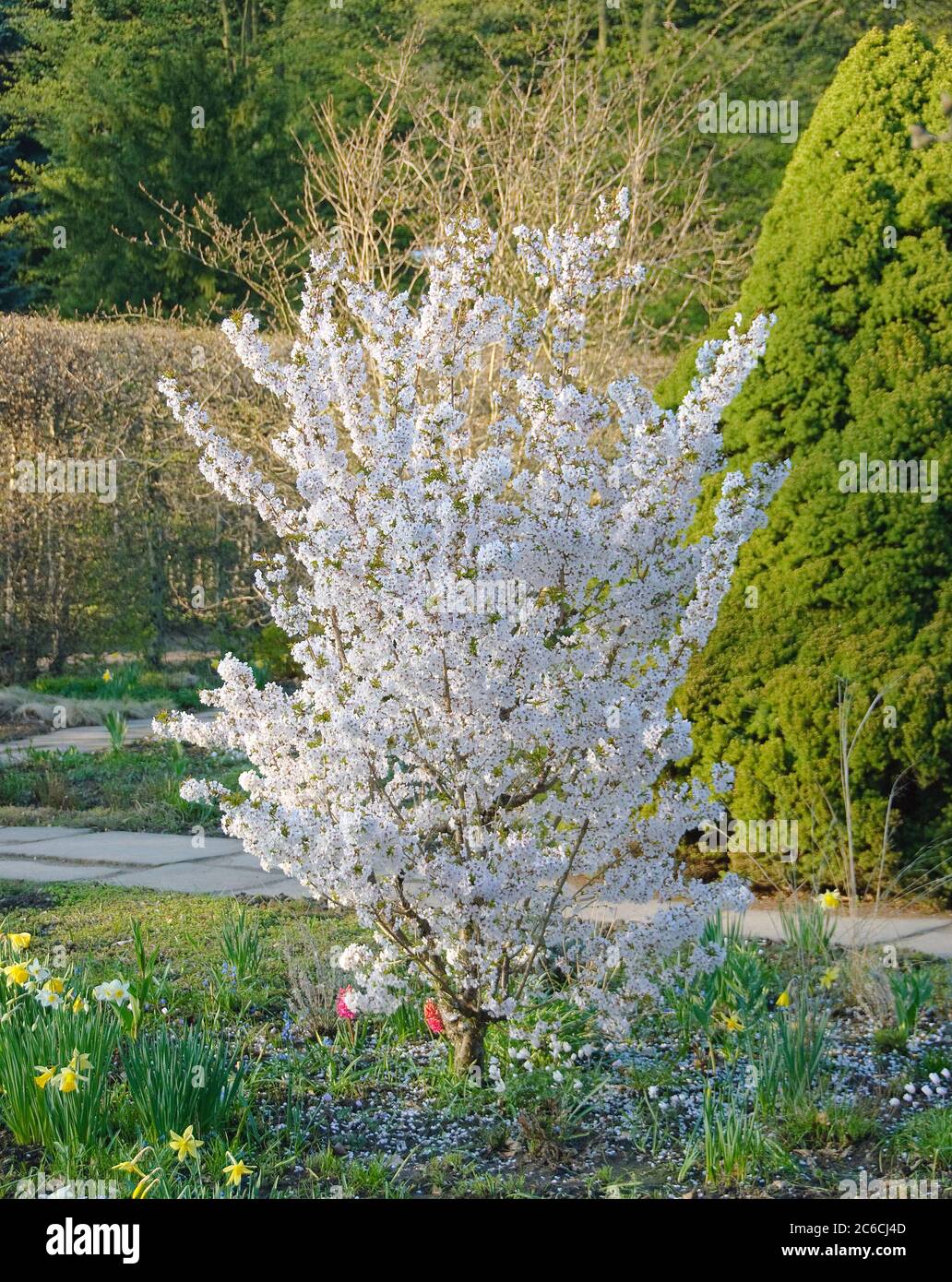 Prunus nipponica brilliant hi-res stock photography and images - Alamy