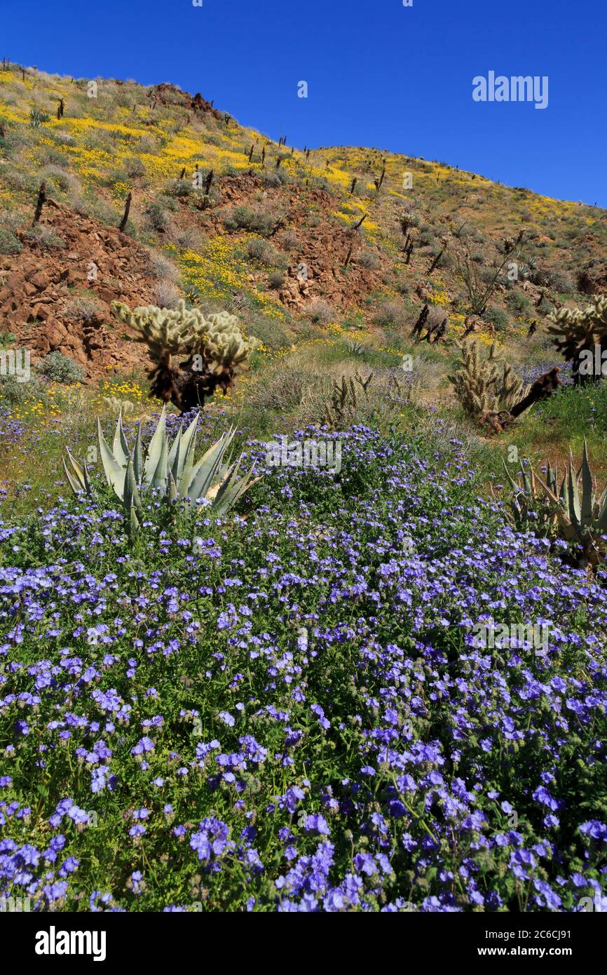 Tamarisk desert hi-res stock photography and images - Alamy