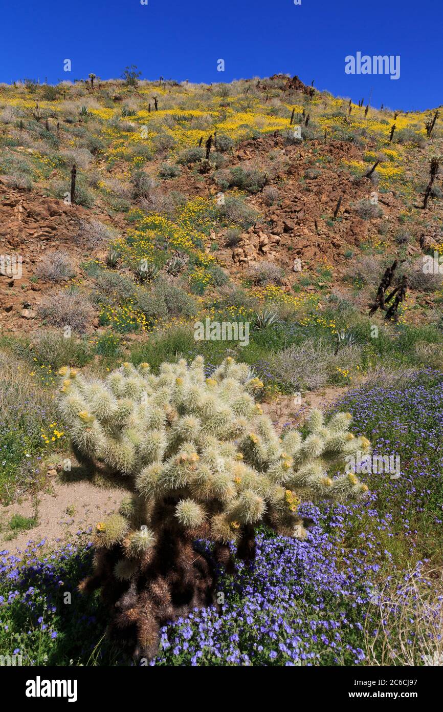 Tamarisk desert hi-res stock photography and images - Alamy