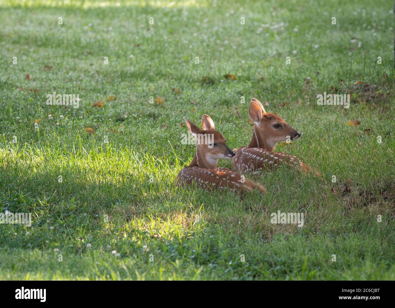 Two white-tailed deer twin fawns bedded down in an open meadow on a ...