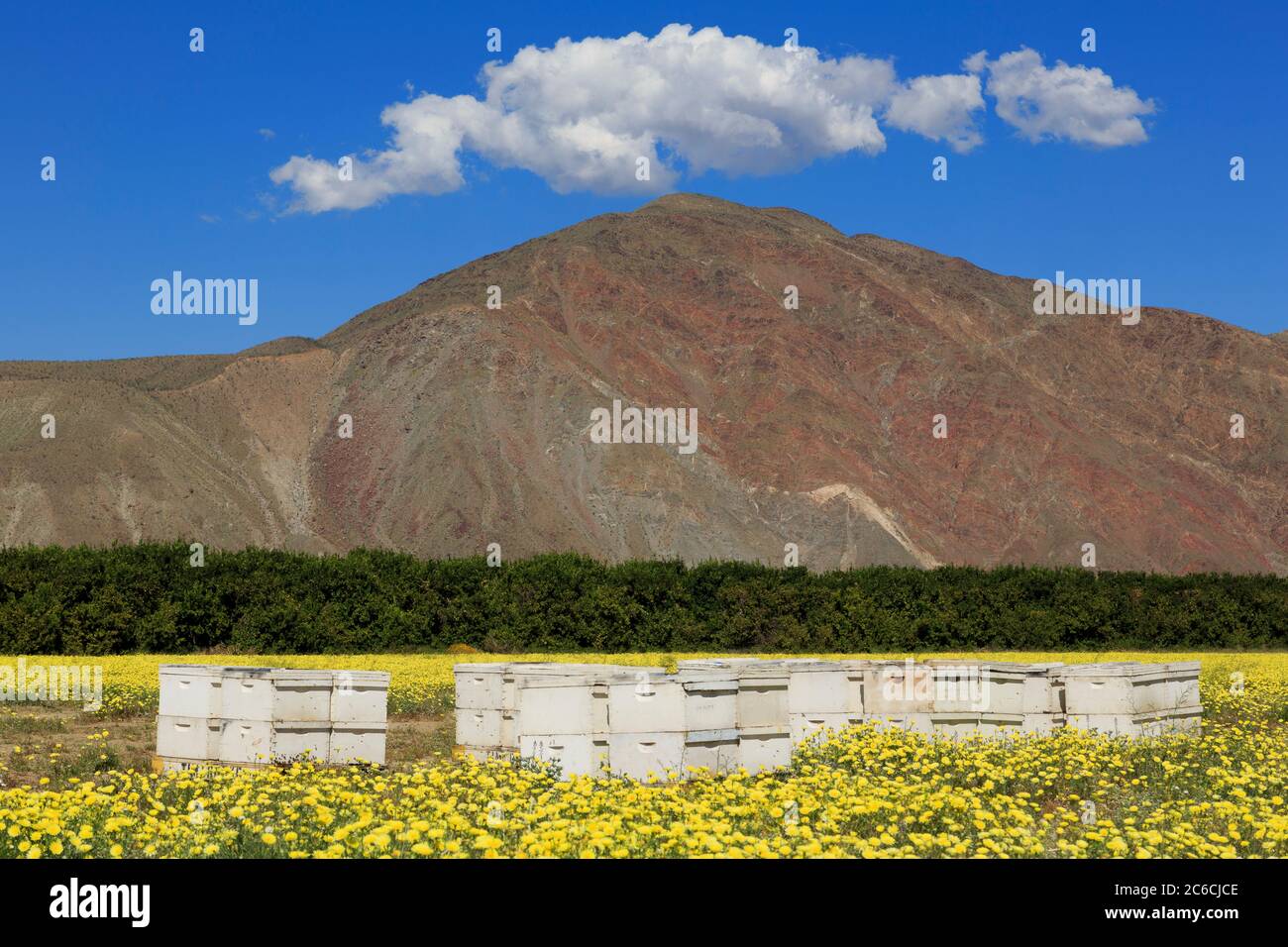 Desert Dandelion & Beehives, Anza-Borrego Desert State Park, Borrego ...