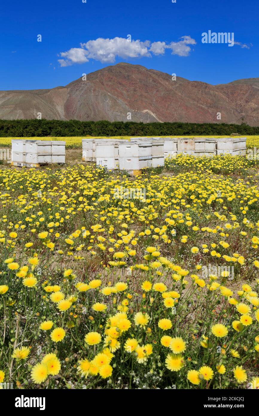 Desert Dandelion & Beehives, Anza-Borrego Desert State Park, Borrego ...