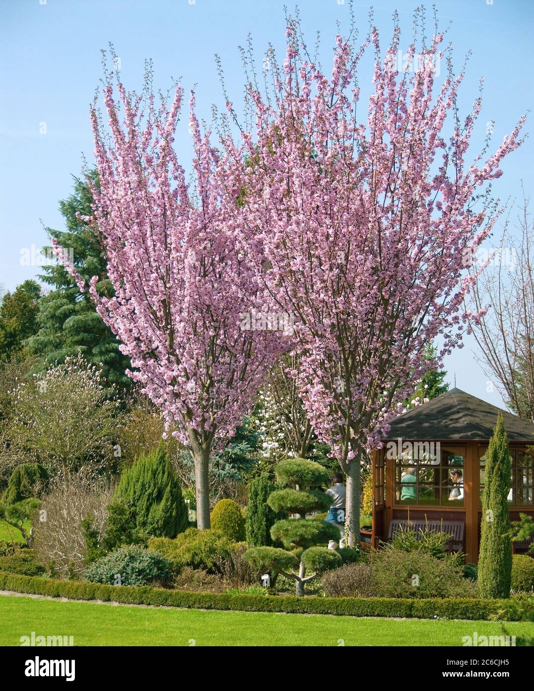 Scharlach-Kirsche, Prunus sargentii, Scarlet cherry, Prunus sargentii ...