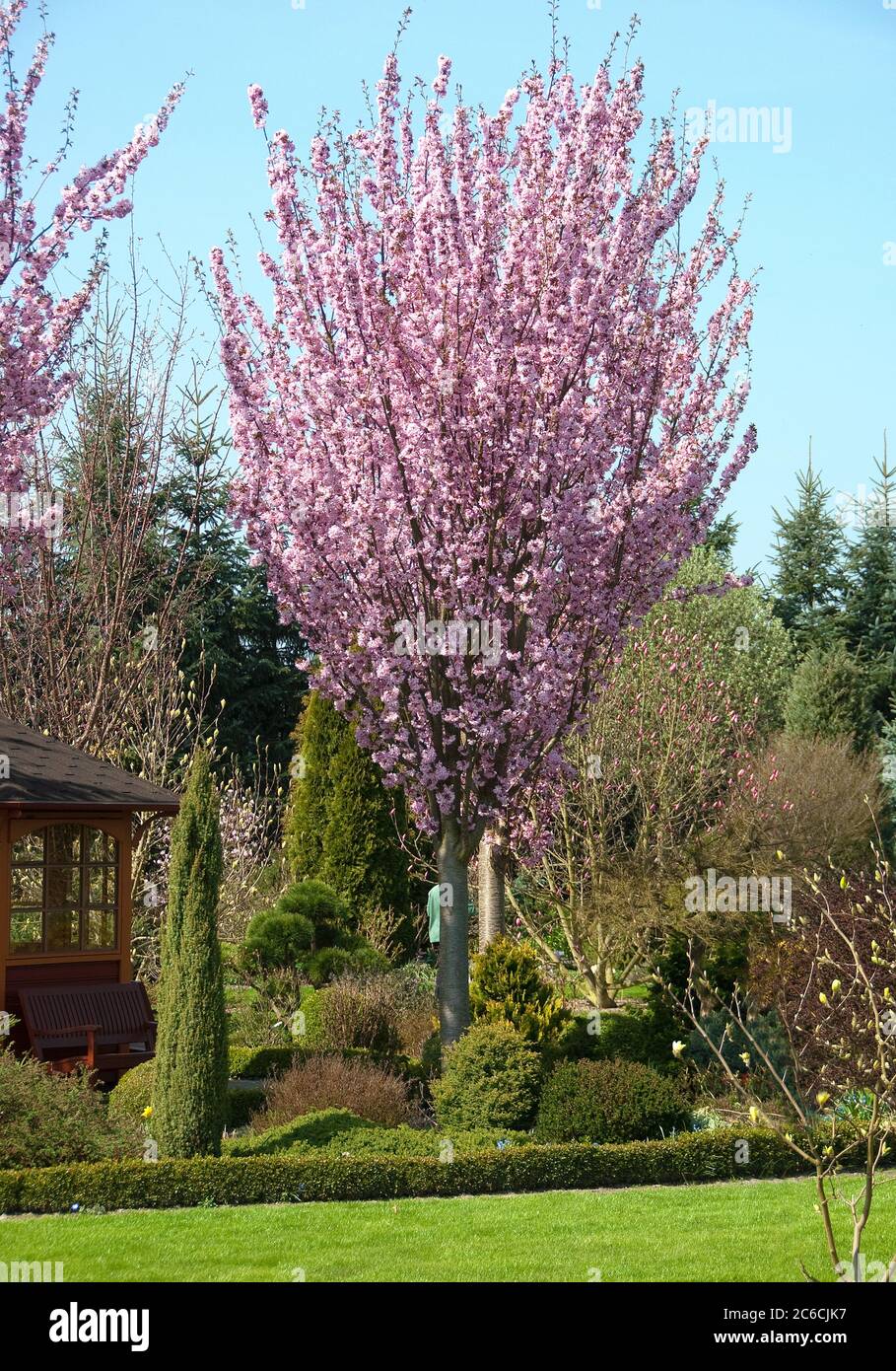 Scharlach-Kirsche, Prunus sargentii, Scarlet cherry, Prunus sargentii ...