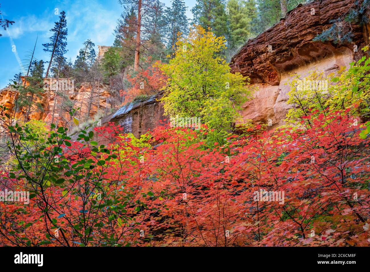 Colorful Autumn leaves meet colorful canyon formations along West Fork ...