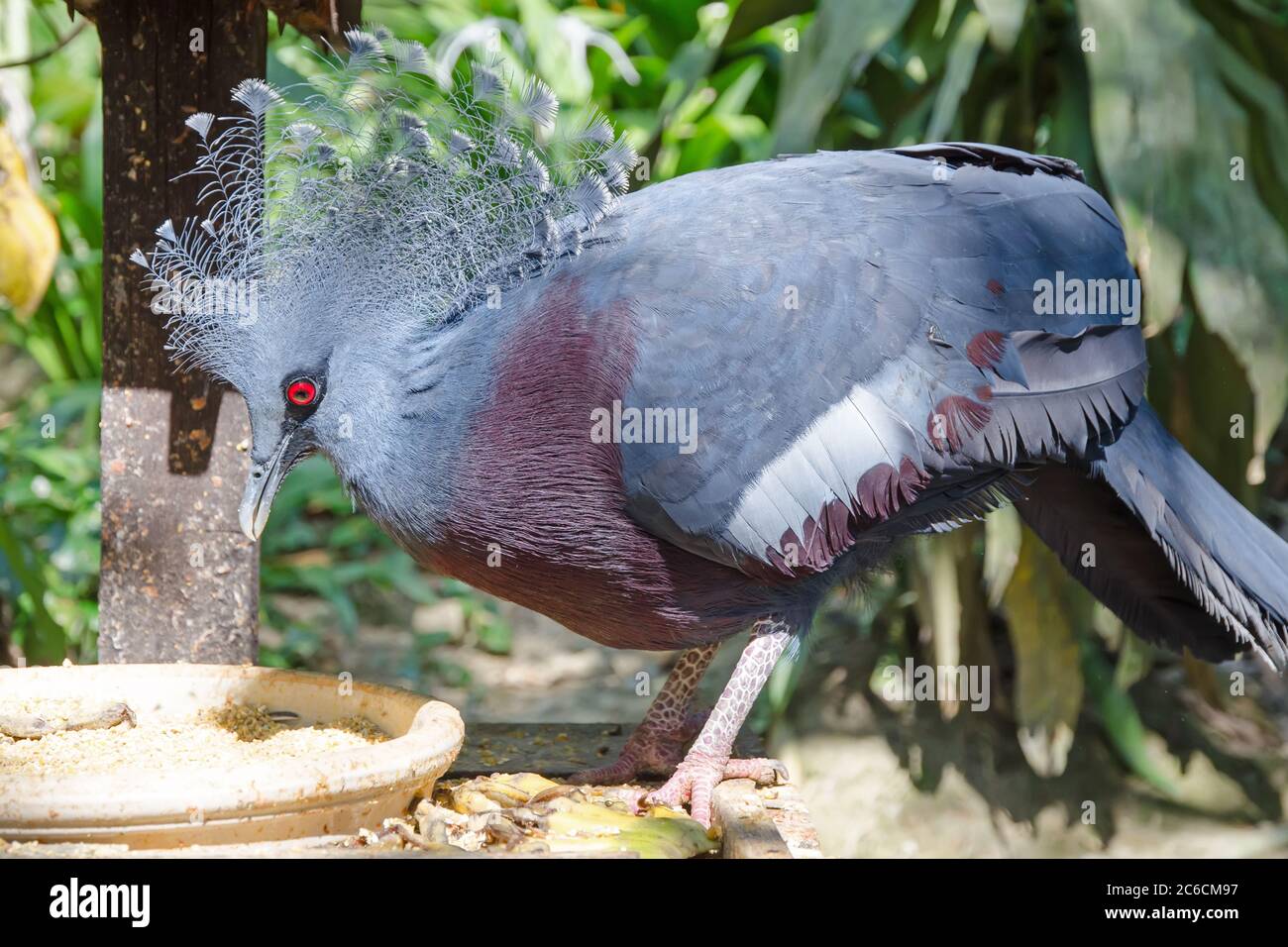 Goura cristata (western crowned pigeon or common crowned pigeon or blue ...