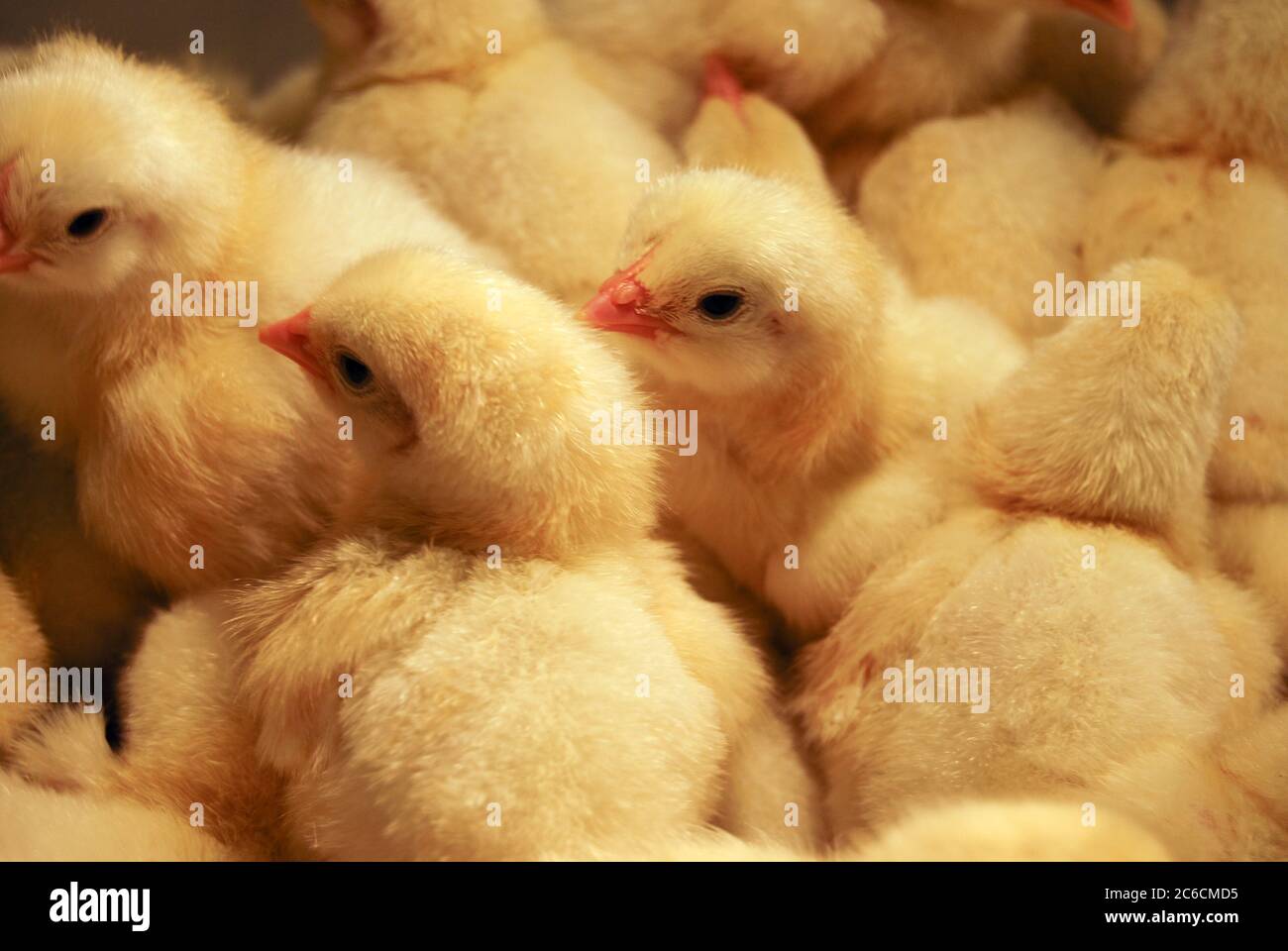 Background of chickens Stock Photo - Alamy