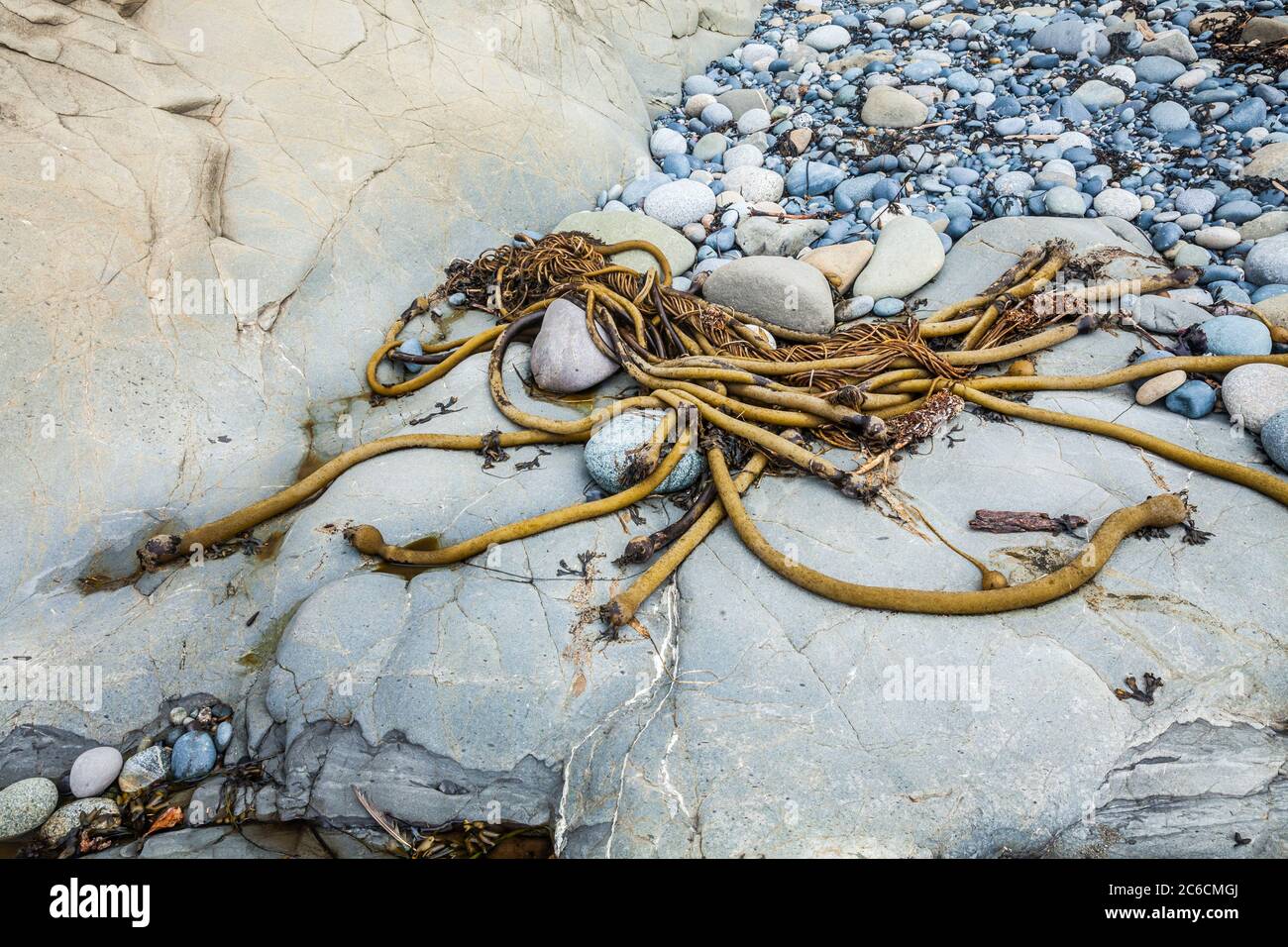 Bulk kelp washed up on rocks along the Olympic National Park Coastal ...